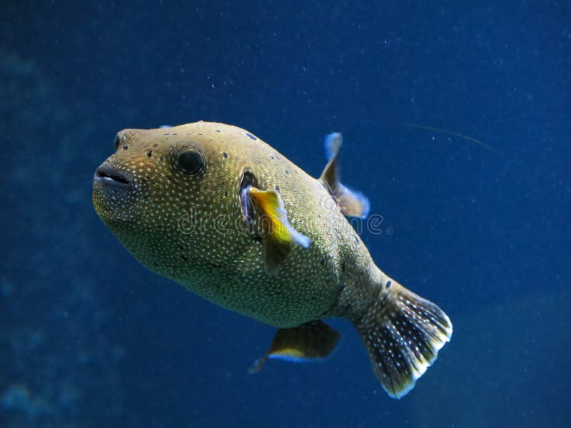 White spotted puffer fish stock image. Image of environment - 39625931