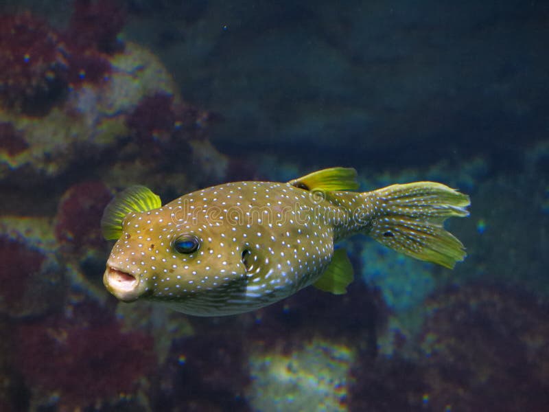 CloseUp of a Puffer Fish stock image. Image of spots - 10726041