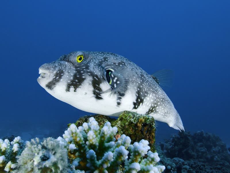 White-spotted Puffer Fish on Corals Stock Image - Image of diver ...