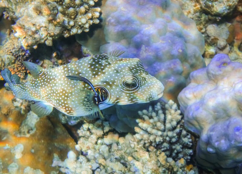 White Spotted Puffer Fish Hovering Over Blue Round Corals in the Sea ...