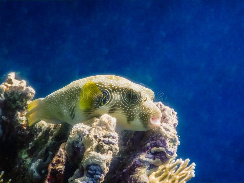 White Spotted Puffer Fish Lies on the Coral at the Reef Stock Image ...