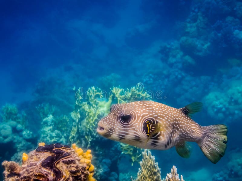 White Spotted Puffer Fish Over Colorful Corals Side View Stock Image ...