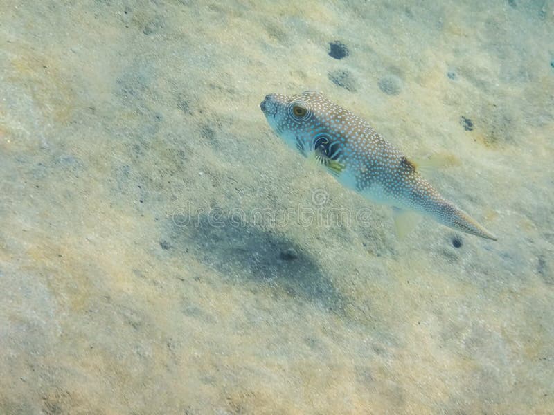 White Spotted Puffer Fish at the Sandy Seabed Stock Image - Image of ...