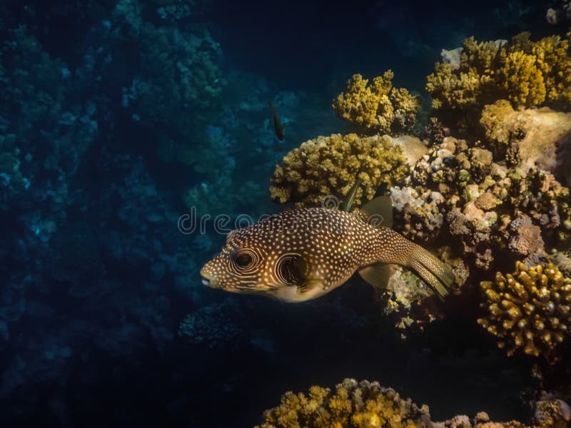 White Spotted Puffer Fish Swims in a Cave in the Red Sea Stock Image ...