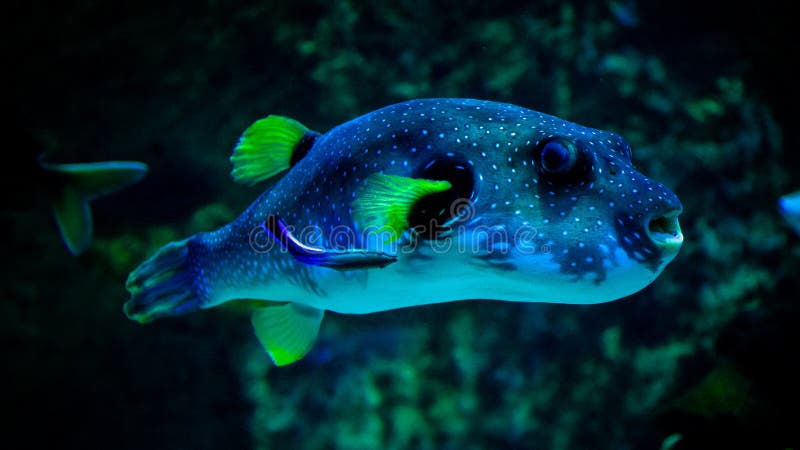 White spotted puffer stock photo. Image of puffer, invertebrate - 228528178