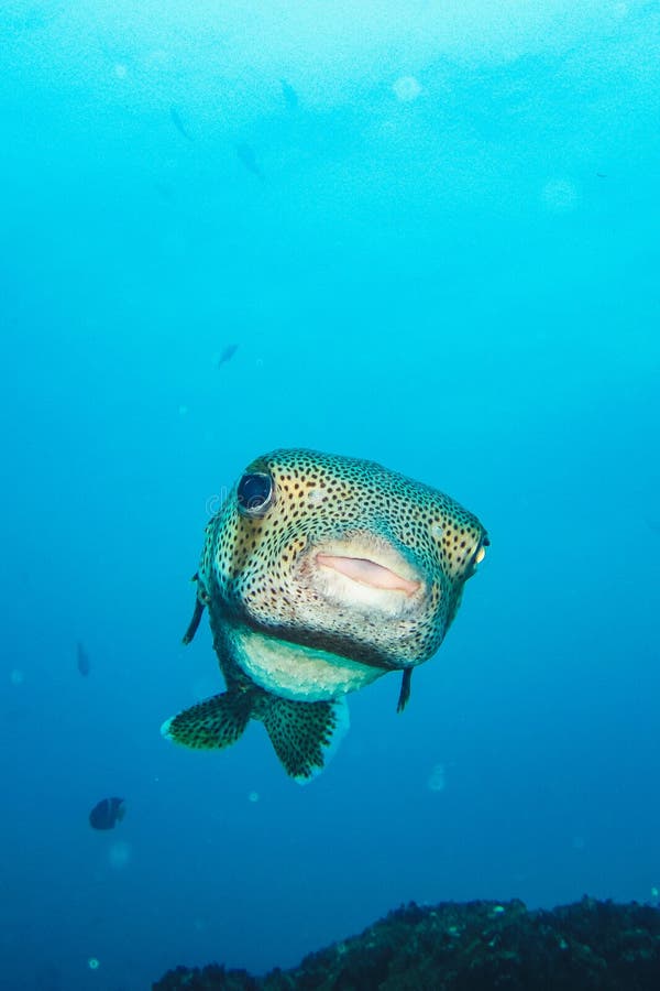 White Spotted Puffer Marine Fish Galapagos Islands Ecuador Stock Image ...