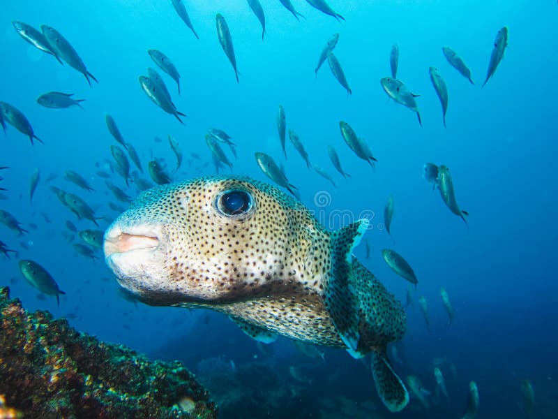 White Spotted Puffer Marine Fish Galapagos Islands Ecuador Stock Image ...