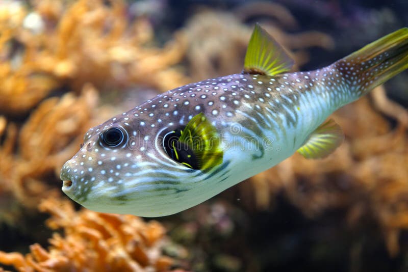 Cube Trunkfish (Adult) - Ostracion Cubicus Stock Image - Image of coral ...