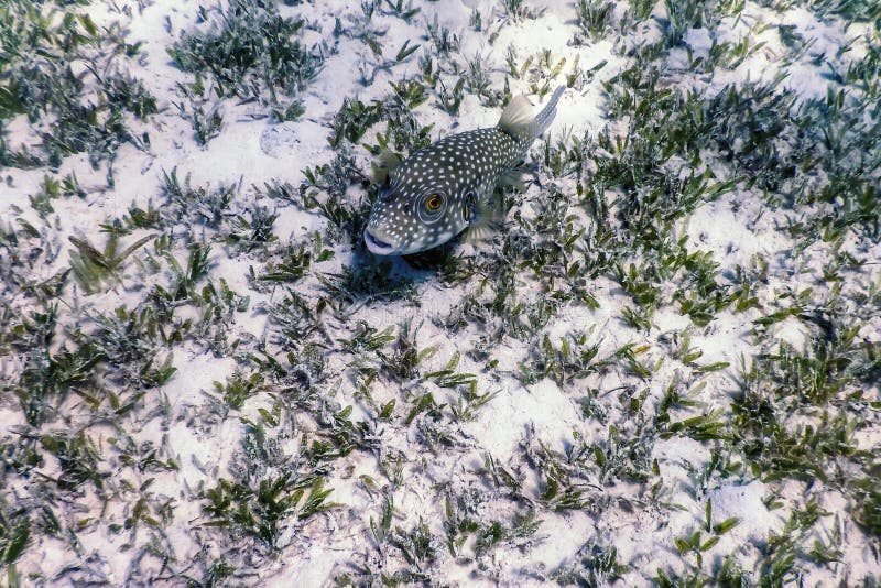 White-spotted Puffer Underwater Arothron Hispidus Stock Photo - Image ...