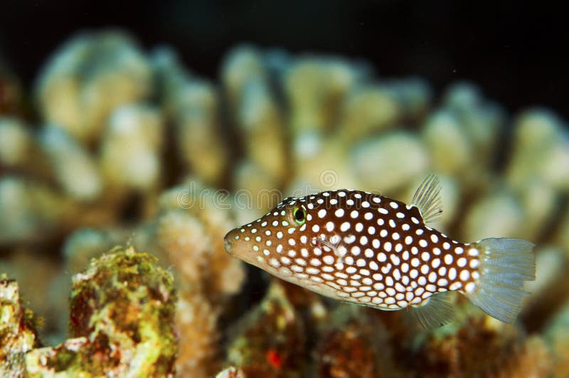 Black-Saddled Toby Puffer Fish Stock Image - Image of puffer, cute: 392839