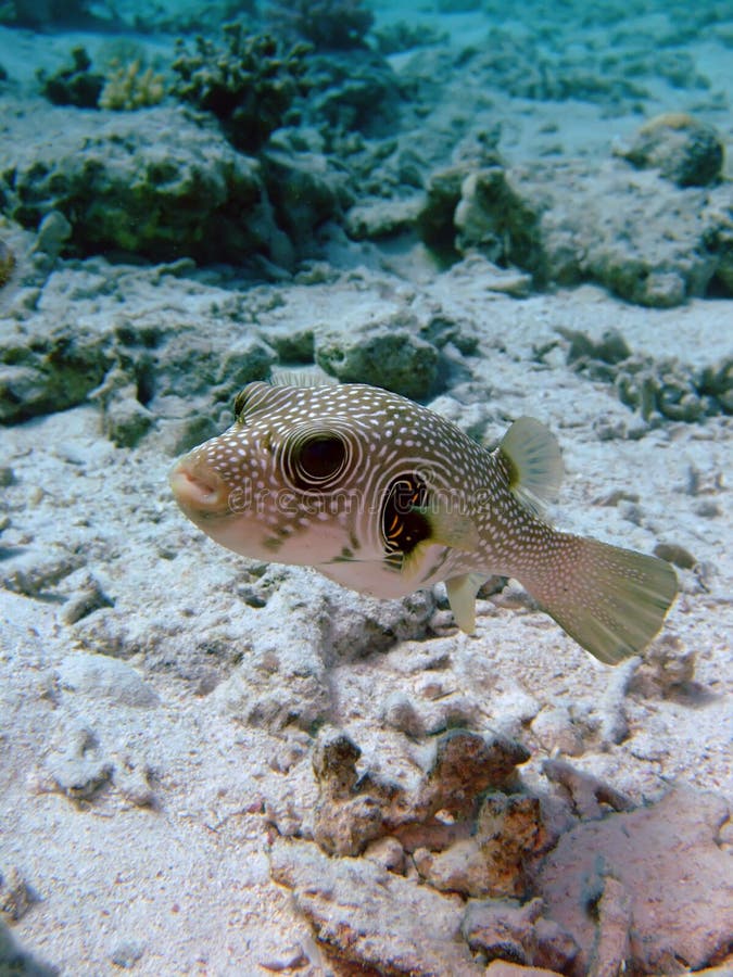 White spotted pufferfish stock photo. Image of coral, life - 8925952
