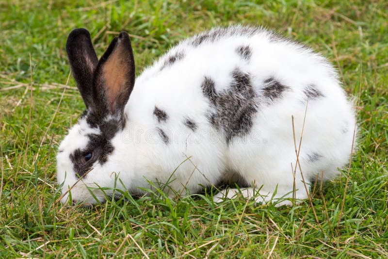 White spotted rabbit stock image. Image of hare, garden - 98719461