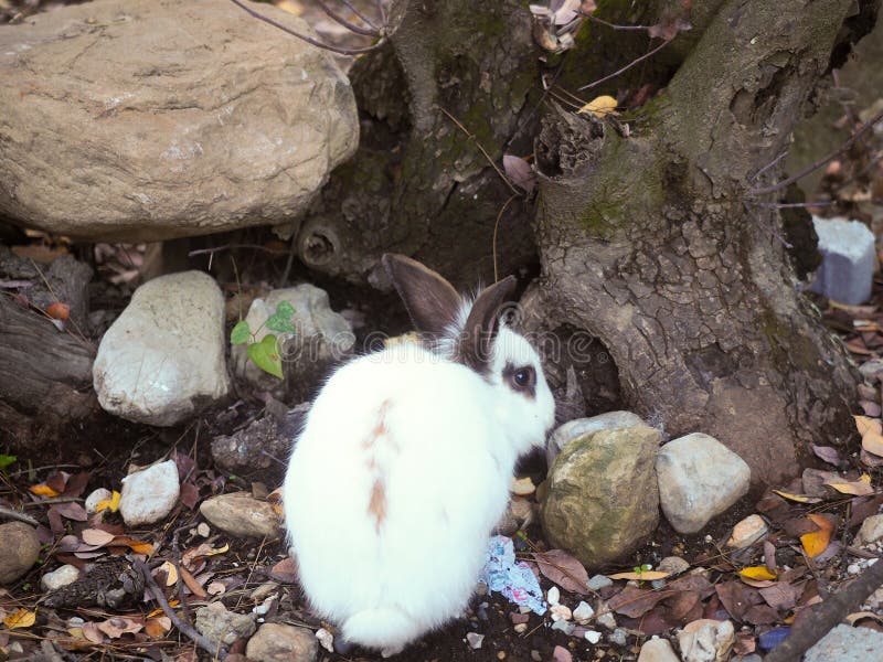 White Spotted Rabbit on the Ground in the Forest Stock Image - Image of ...
