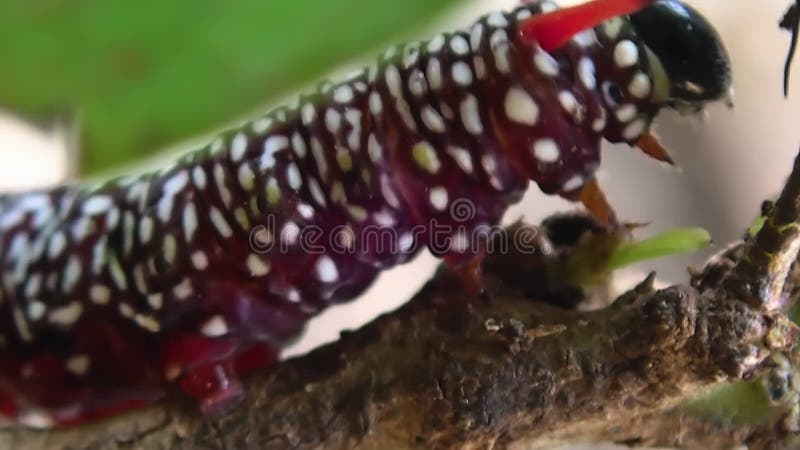 A White-spotted Red Caterpillar Crawling in a Tiny Branch Stock Video ...