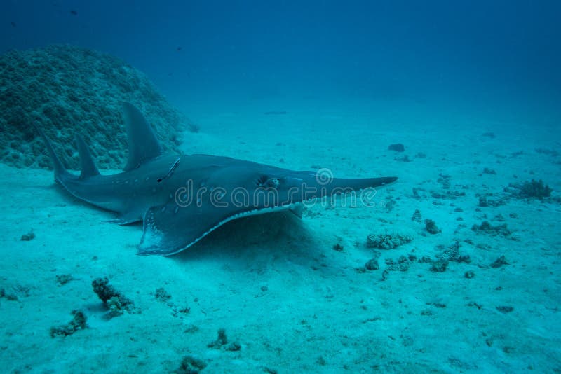 Spotted Wedgefish Stock Photos - Free & Royalty-Free Stock Photos from ...