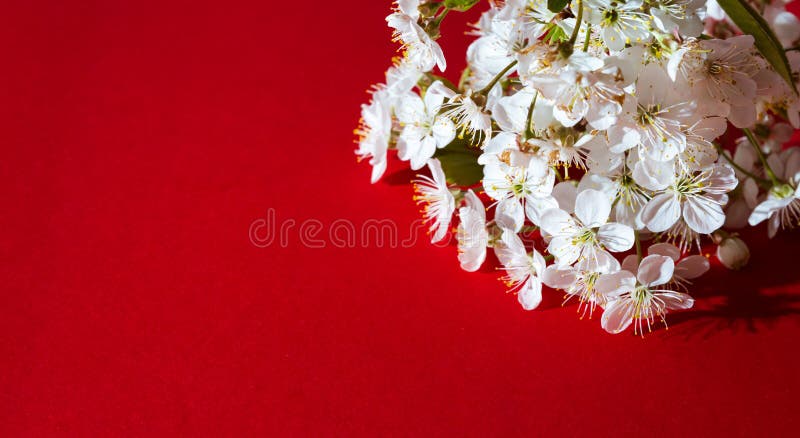 White Sprig of Blooming Cherry on a Red Background. Banner on the Theme ...