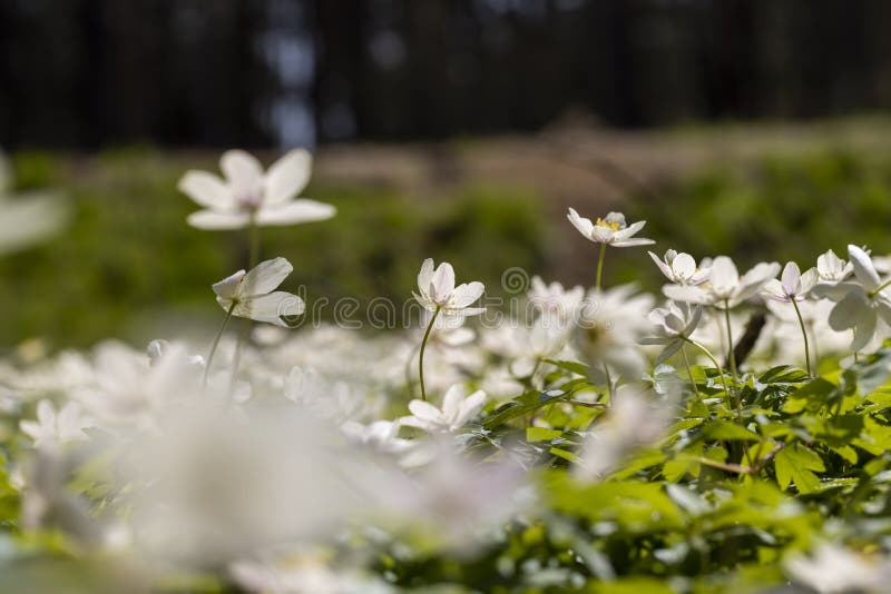 White Spring Anemones Growing in the Forest in Spring Stock Photo ...