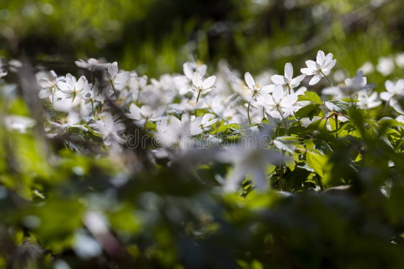 White Spring Anemones Growing in the Forest in Spring Stock Photo ...
