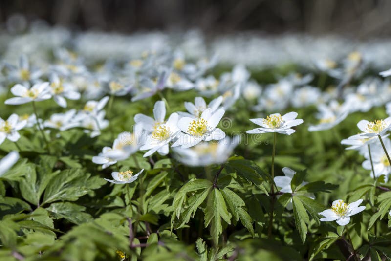 White Spring Anemones Growing in the Forest in Spring Stock Photo ...