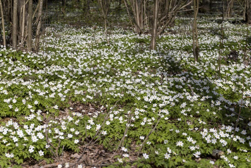 White Spring Anemones Growing in the Forest in Spring Stock Photo ...