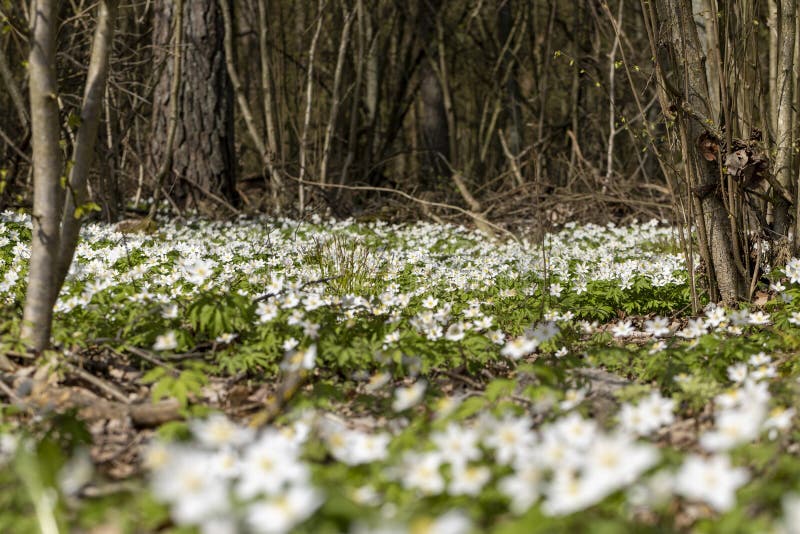 White Spring Anemones Growing in the Forest in Spring Stock Photo ...