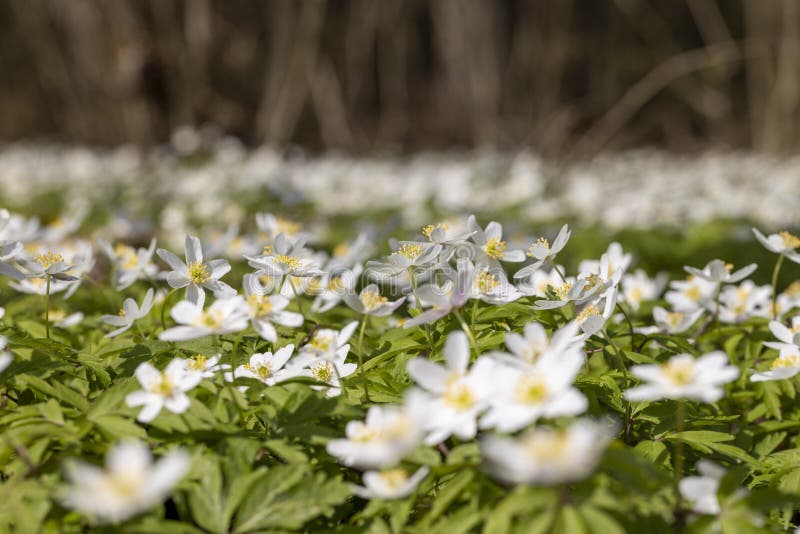 White Spring Anemones Growing in the Forest in Spring Stock Photo ...
