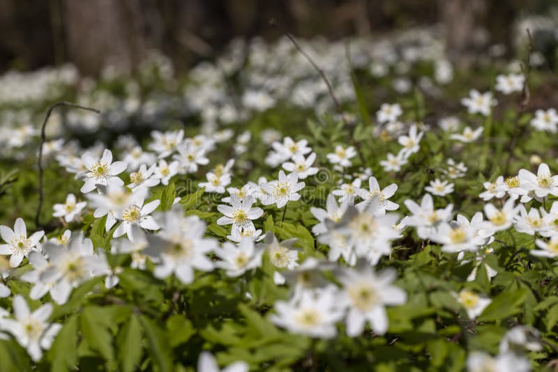 White Spring Anemones Growing in the Forest in Spring Stock Photo ...