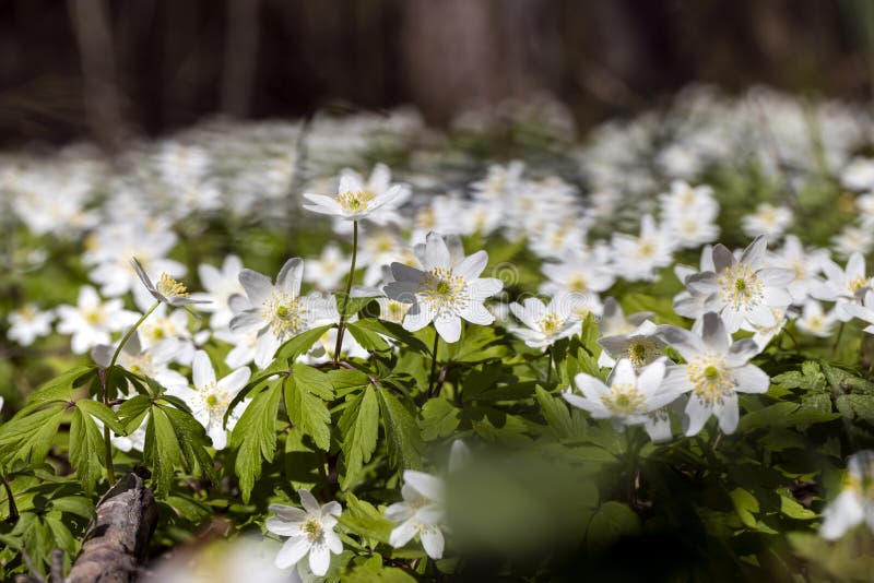 White Spring Anemones Growing in the Forest in Spring Stock Photo ...