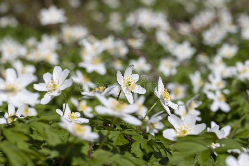 White Spring Anemones Growing in the Forest in Spring Stock Photo ...