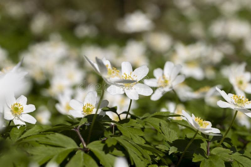 White Spring Anemones Growing in the Forest in Spring Stock Photo ...