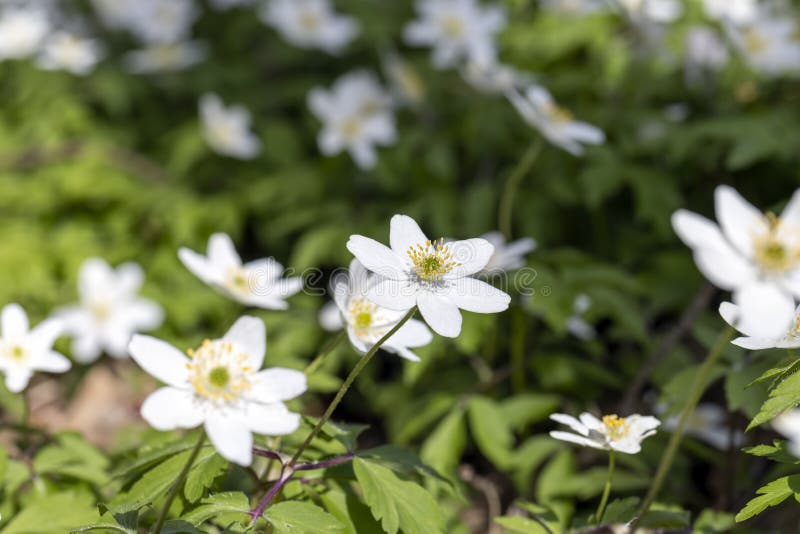 White Spring Anemones Growing in the Forest in Spring Stock Photo ...
