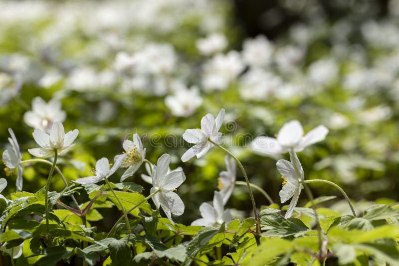 White Spring Anemones Growing in the Forest in Spring Stock Photo ...