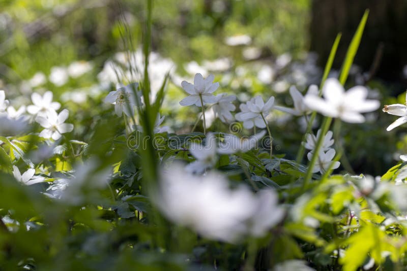 White Spring Anemones Growing in the Forest in Spring Stock Photo ...