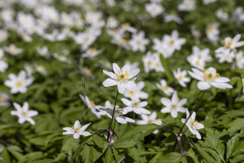 White Spring Anemones Growing in the Forest in Spring Stock Photo ...