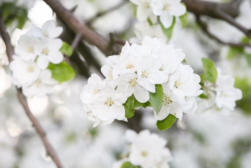 White Spring Background from Blossoming Stock Image - Image of botany ...