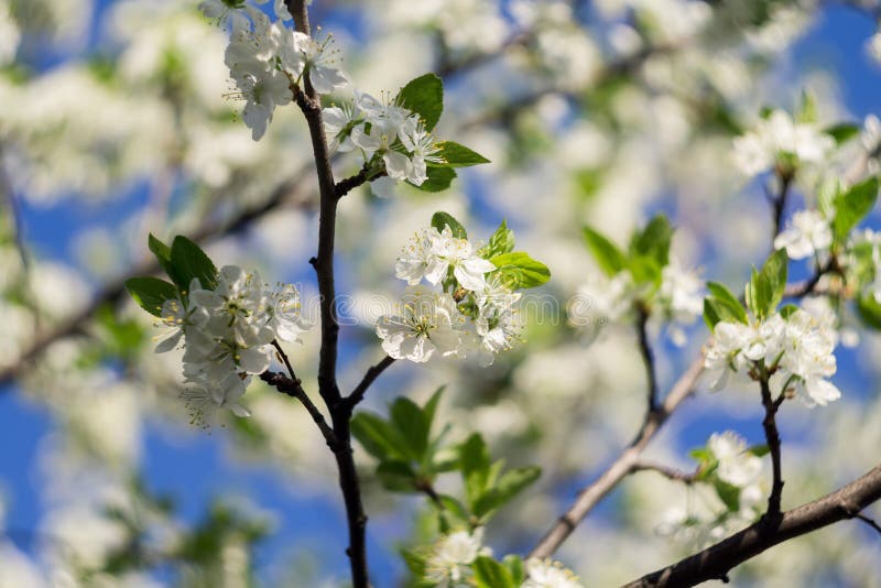 White spring blossom trees stock image. Image of color - 211850373