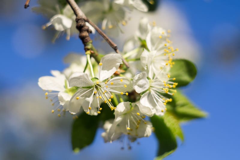 White spring blossom trees stock image. Image of color - 211850373