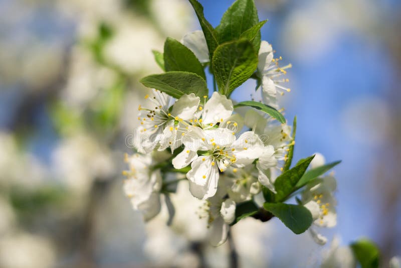 White spring blossom trees stock image. Image of color - 211850373