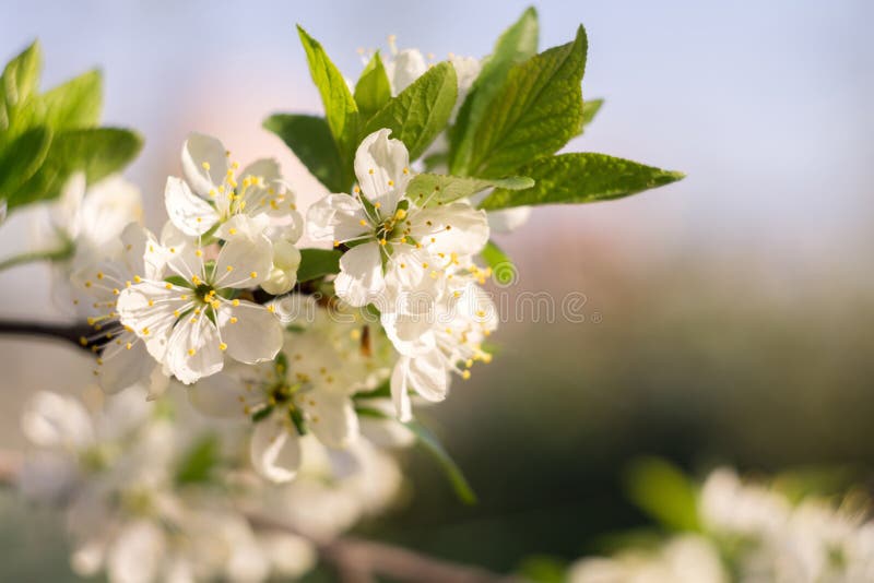 White spring blossom trees stock image. Image of color - 211850373