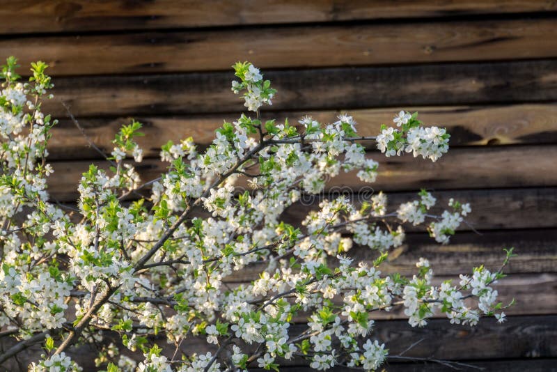White spring blossom trees stock image. Image of color - 211850373