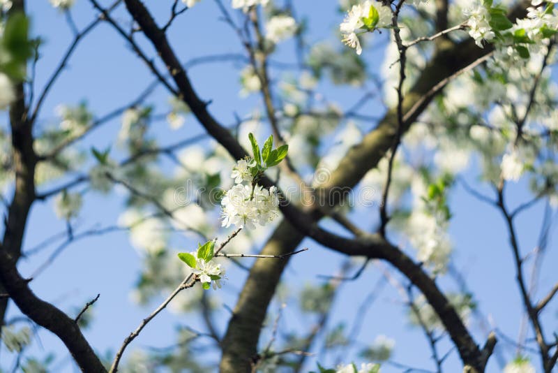 White spring blossom trees stock image. Image of color - 211850373