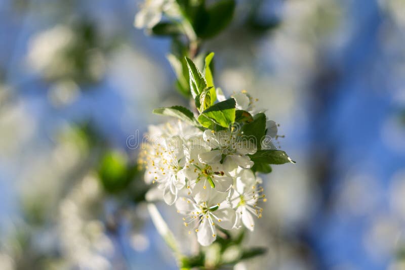 White spring blossom trees stock image. Image of color - 211850373