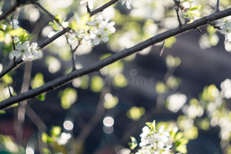 White spring blossom trees stock image. Image of color - 211850373