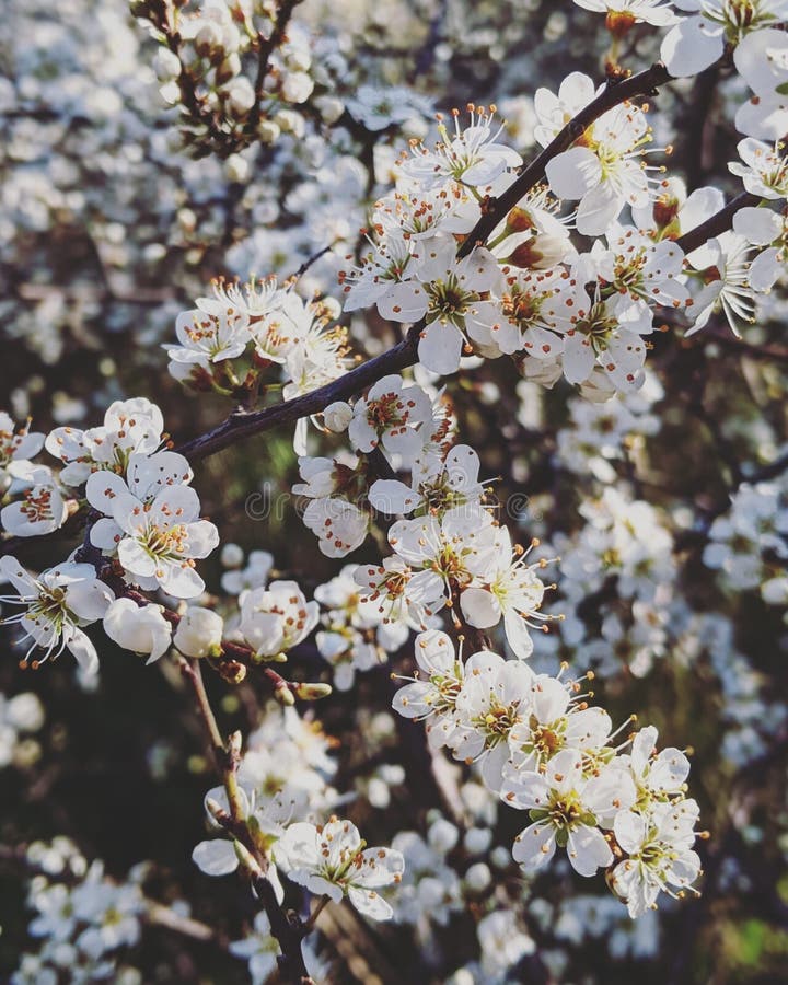White spring blossom stock photo. Image of white, flowers - 216892174