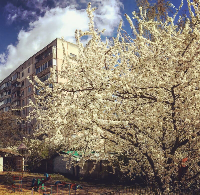 White Spring Blossom on Tree in City Stock Image - Image of blossoming ...