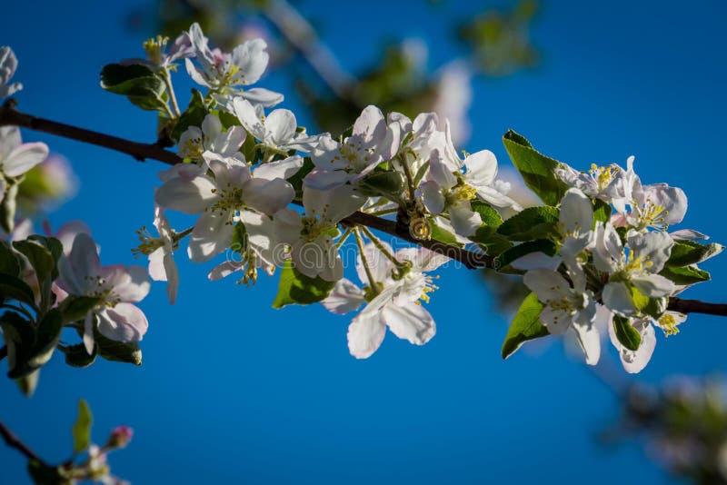 White spring blossom trees stock image. Image of color - 211850373