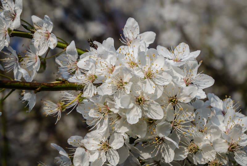 Spring Blossom on Damson Tree Stock Photo - Image of macro, beauty ...