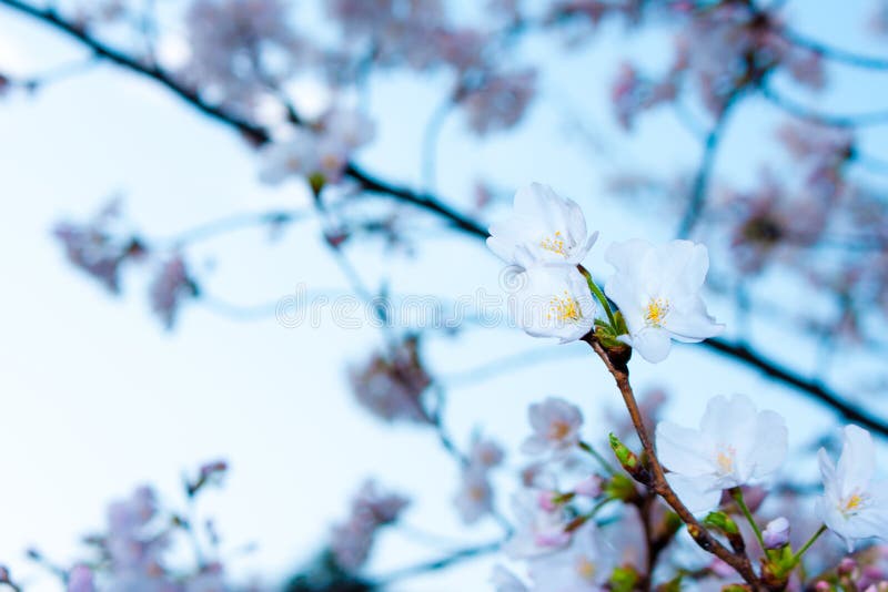White Spring Blossoms Picture. Image: 88895468
