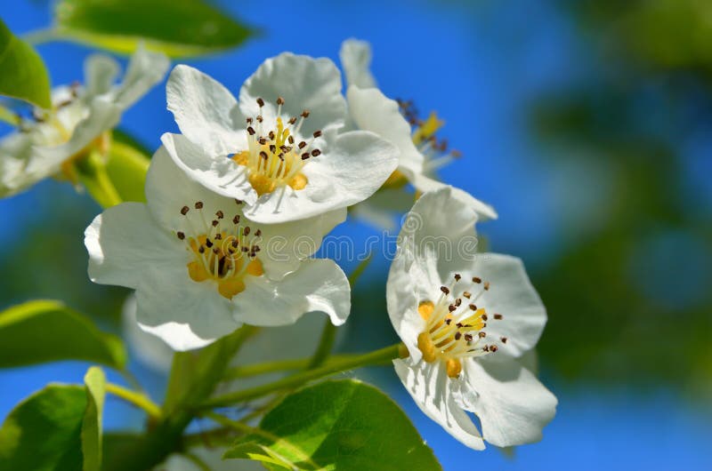White Spring Blossoms with Blurred Green and Blue Background Stock ...
