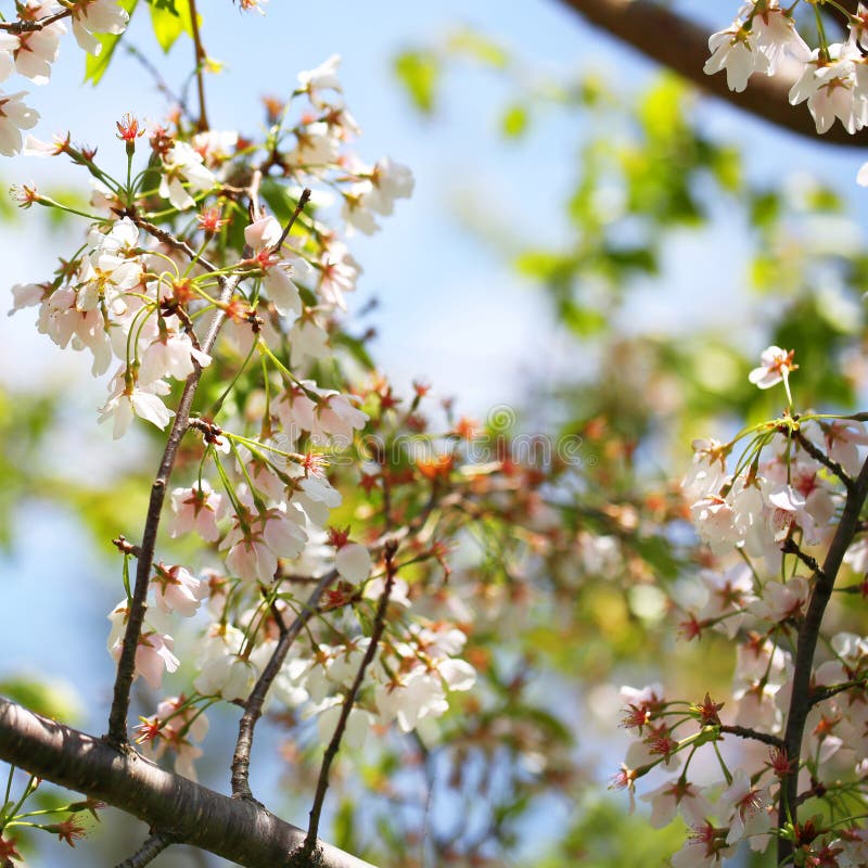 White Spring Blossoms of Cherry. Flowers Outdoor Stock Photo - Image of ...